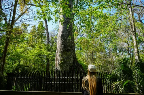 These Forests Joined the Old-Growth Forest Network in 2025 — Old-Growth ...