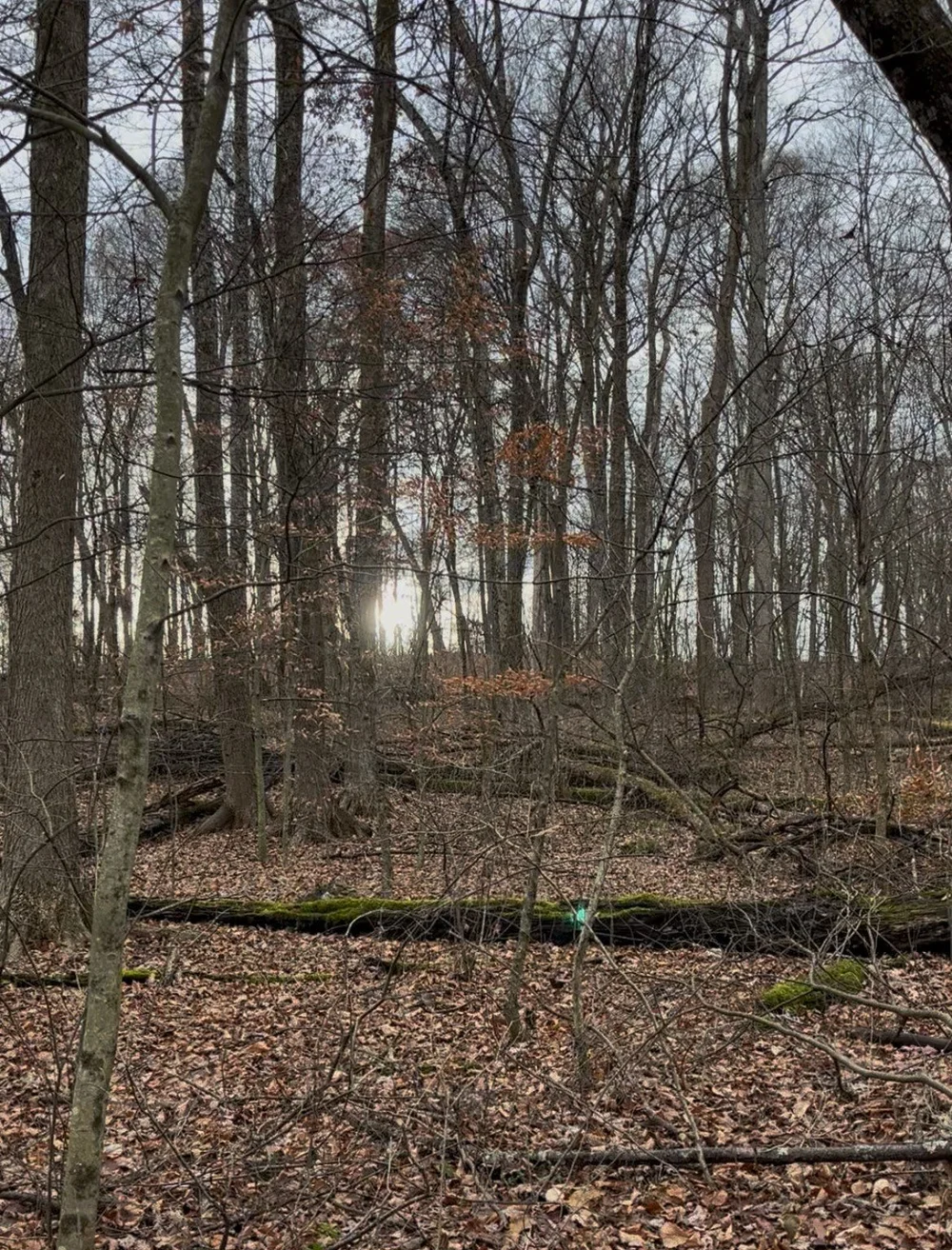 Flint Ridge Ancient Quarries — Old-Growth Forest Network
