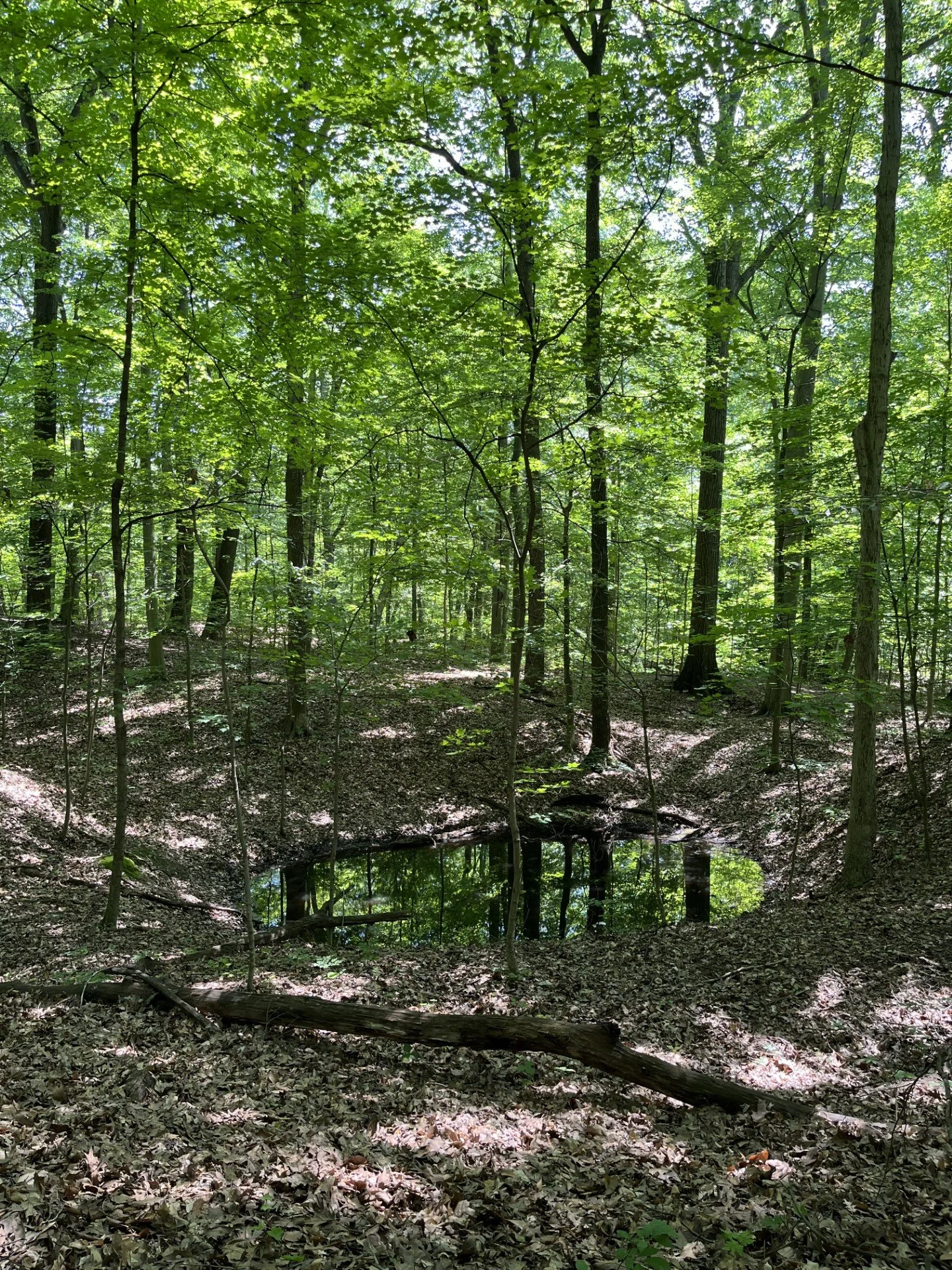 Flint Ridge Ancient Quarries — Old-Growth Forest Network