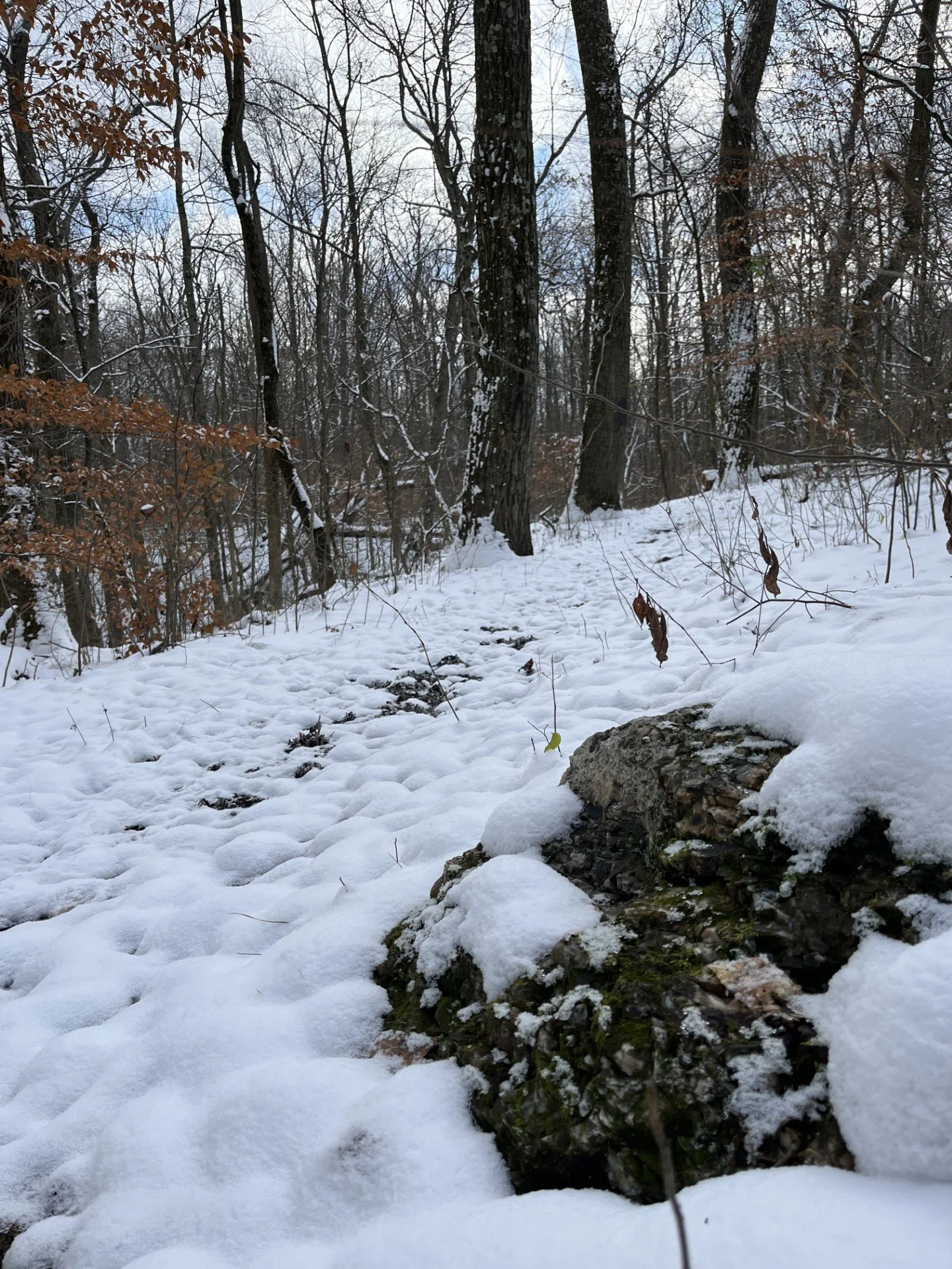 Flint Ridge Ancient Quarries — Old-Growth Forest Network