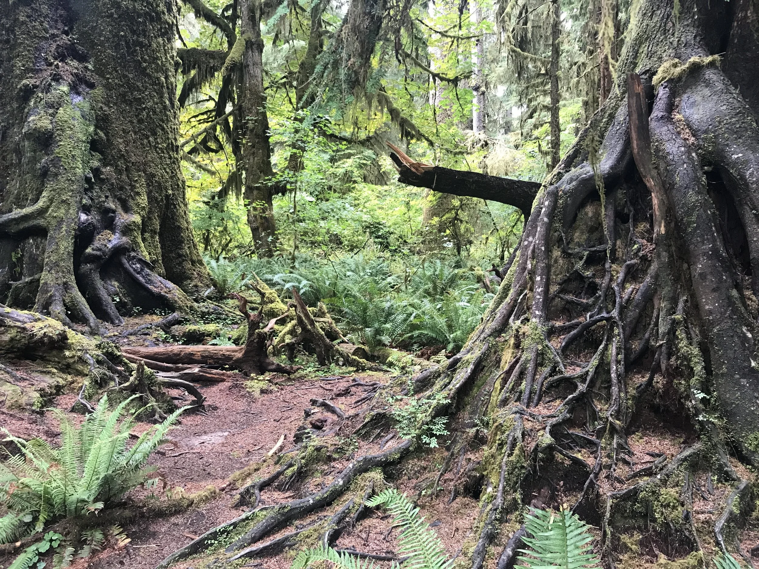 Washington Community Forests — Old-Growth Forest Network
