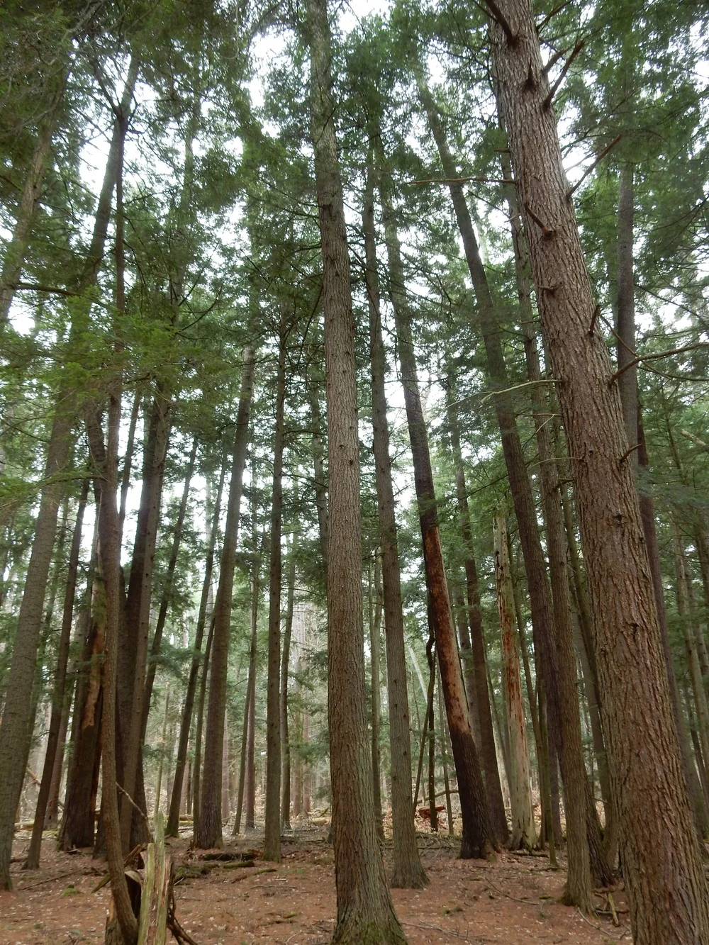 Hartwick Pines State Park — Old-Growth Forest Network