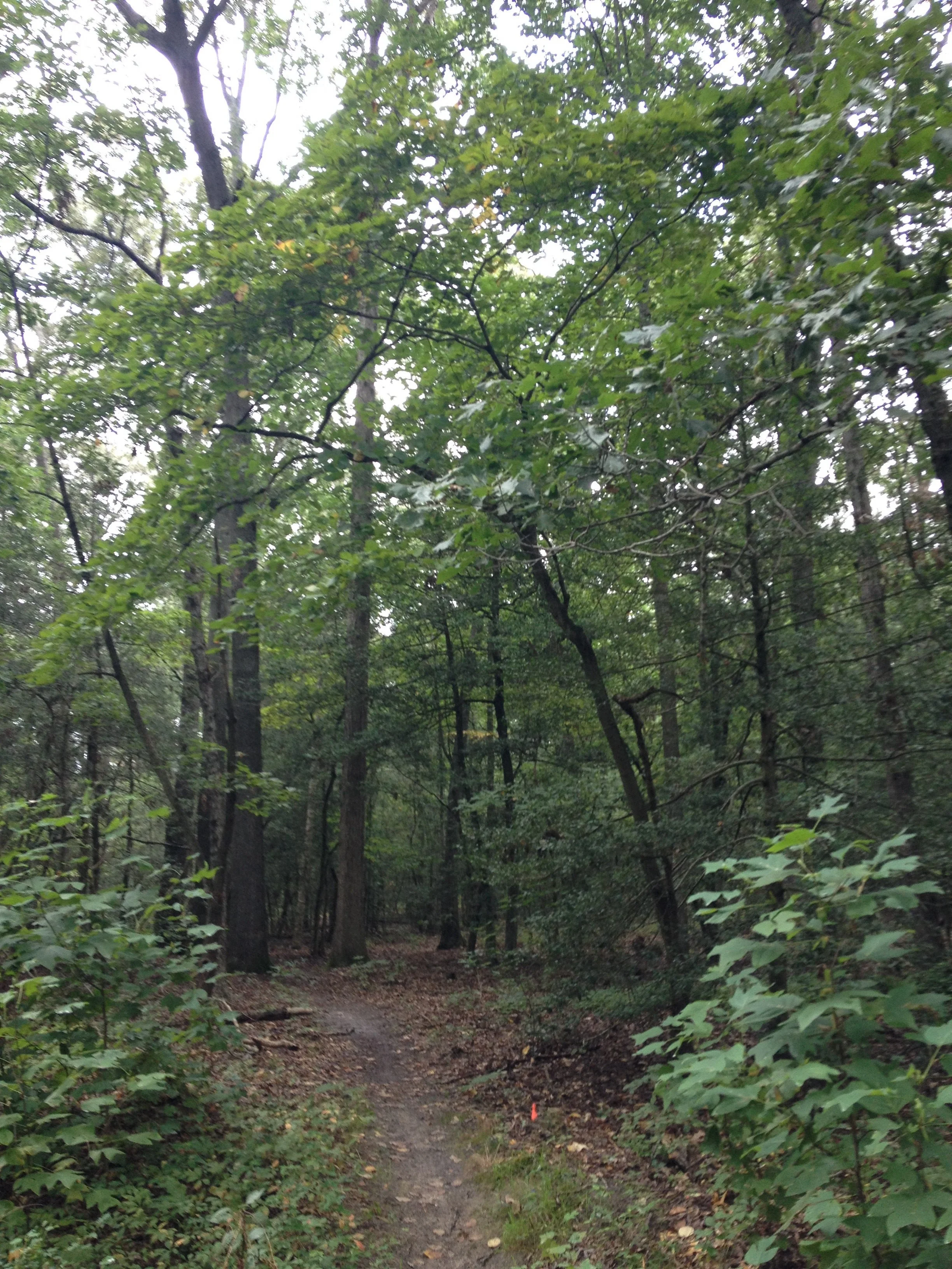 Maryland Community Forests — Old-Growth Forest Network