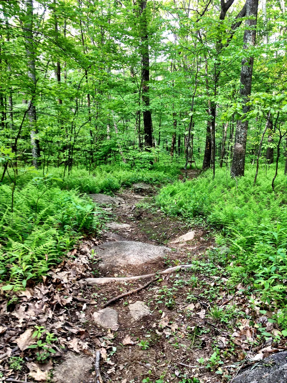 Virginia Community Forests — Old-Growth Forest Network