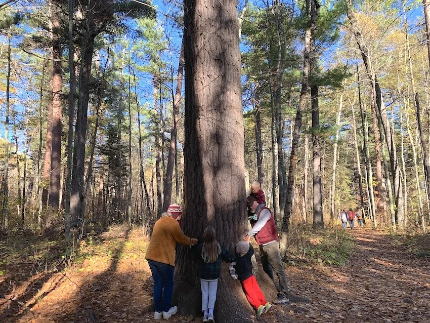 Welcoming Minnesota into the Old-Growth Forest Network! — Old-Growth ...