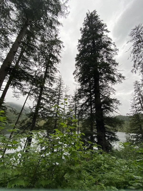 The Network Keeps Growing — Old-Growth Forest Network