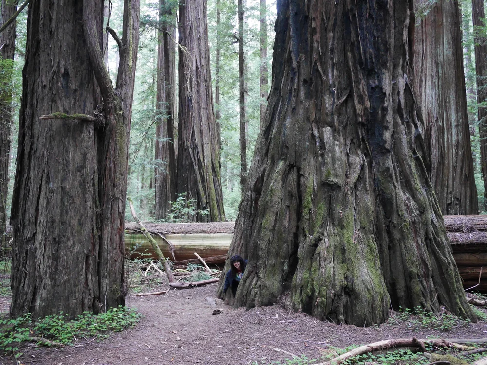 Rockefeller Forest - Humboldt Redwoods State Park — Old-Growth Forest ...