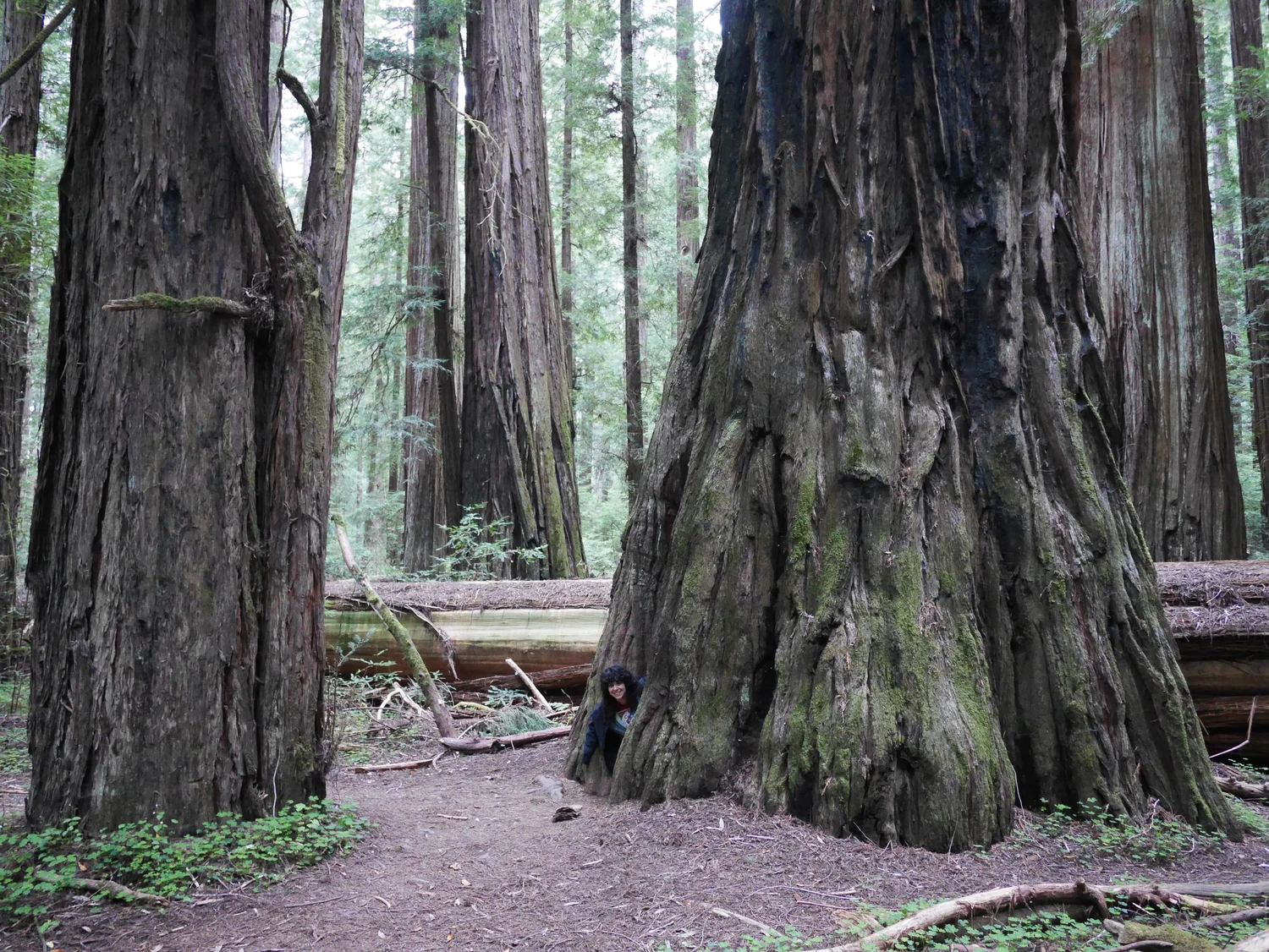 Rockefeller Forest - Humboldt Redwoods State Park — Old-Growth Forest ...