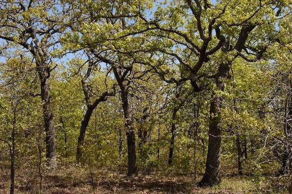 The Lone Star State Joins the Old-Growth Forest Network — Old-Growth ...