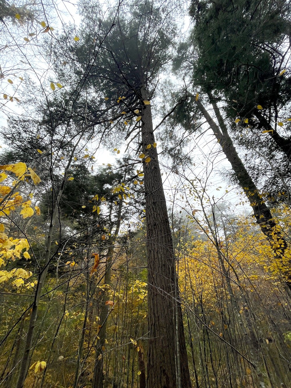 Pennsylvania — Old-Growth Forest Network