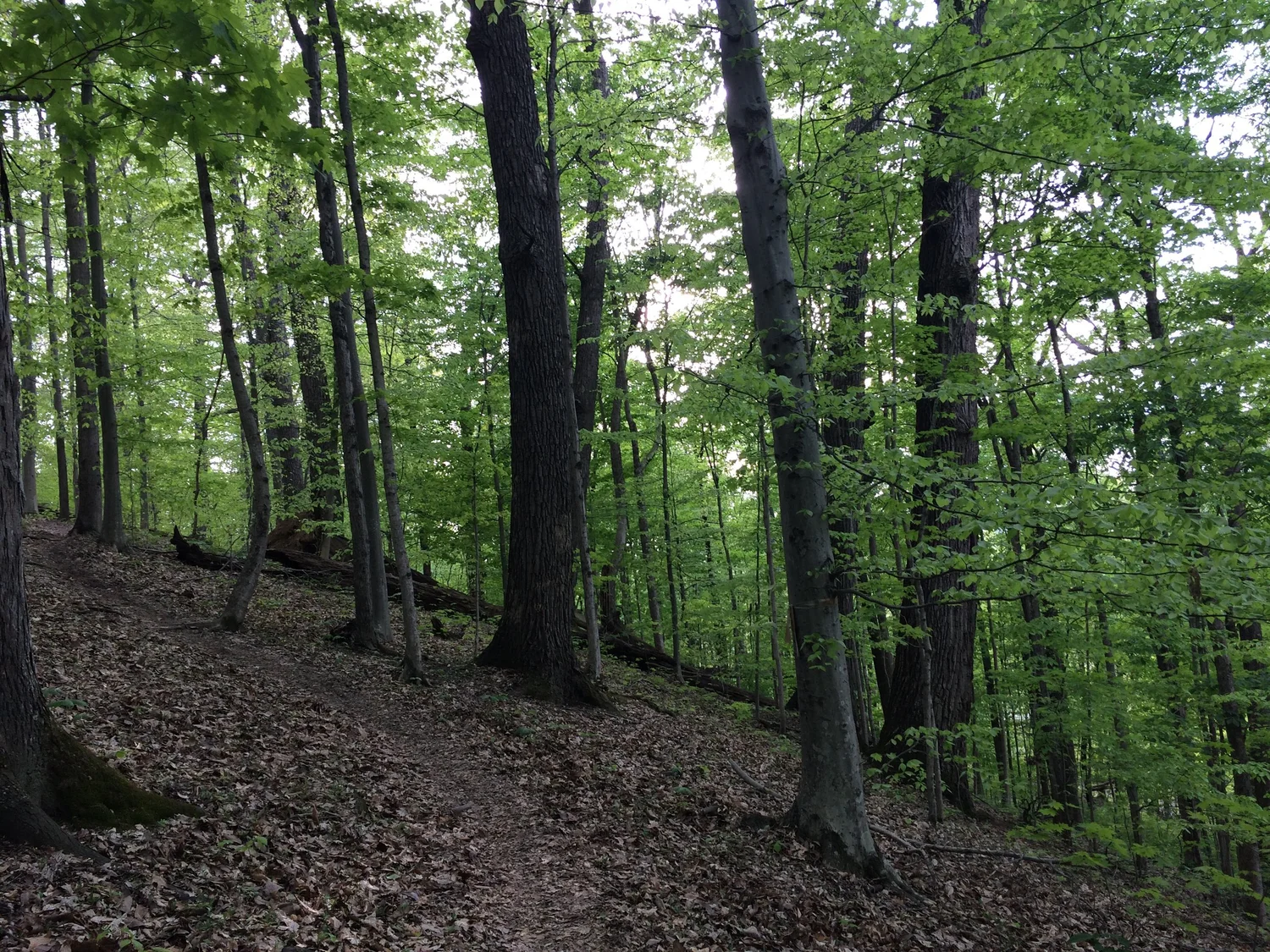 Tennessee Community Forests — Old-Growth Forest Network