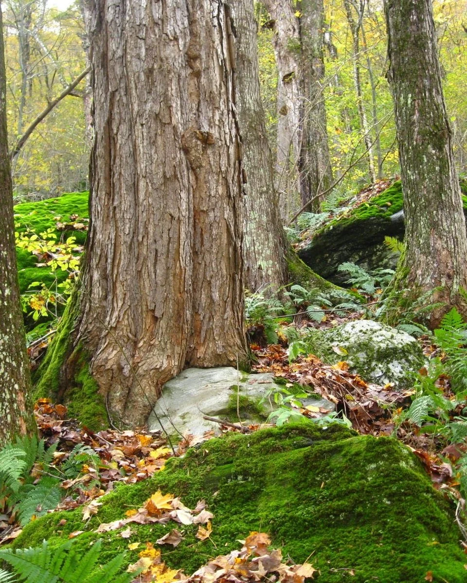 Guide to Ancient Forests of the Northeast — Old-Growth Forest Network