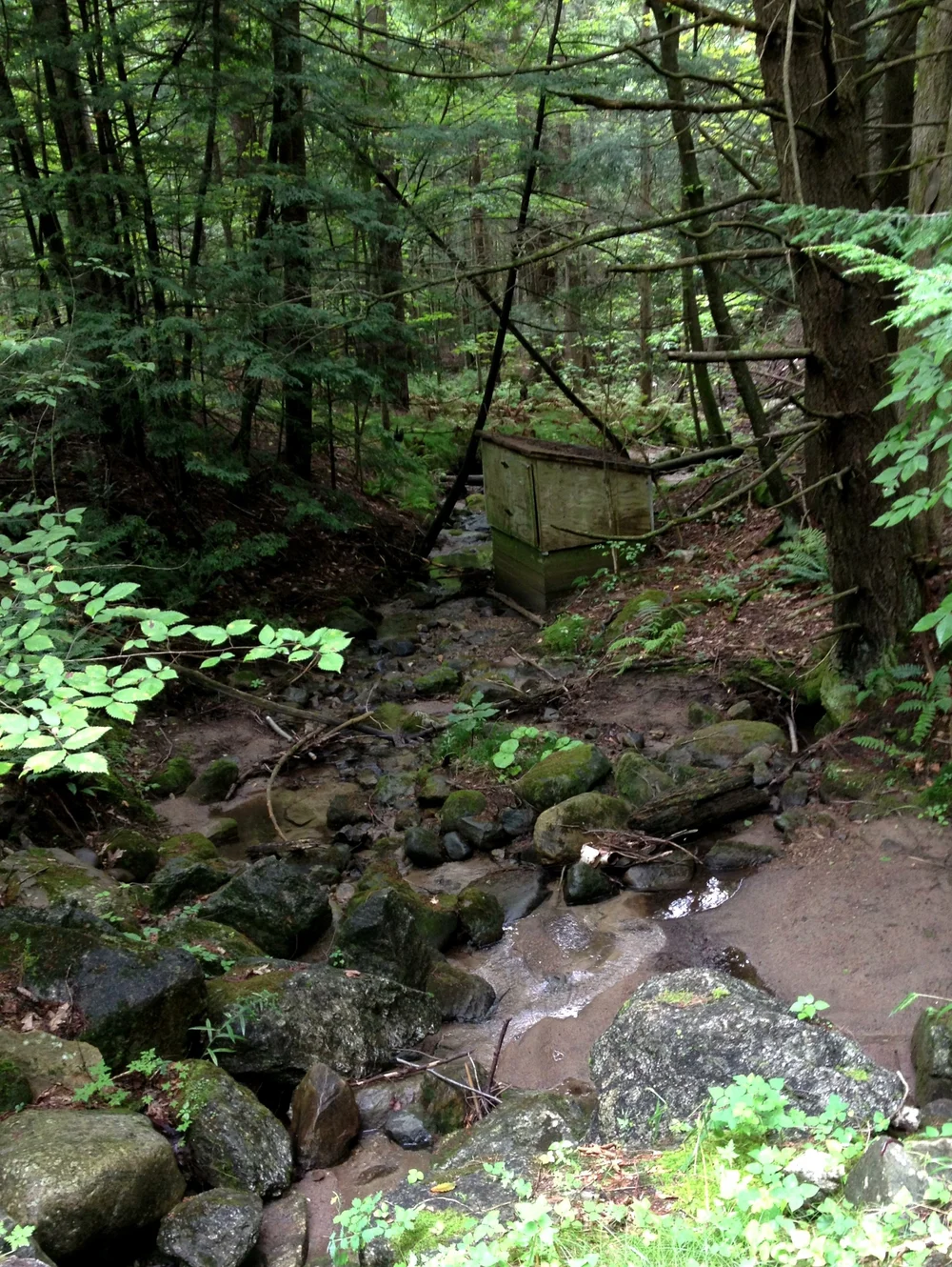 New York Community Forests — Old-Growth Forest Network