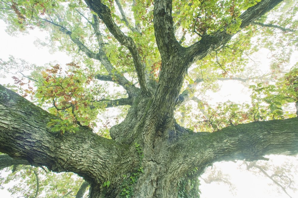 Network Forests Old Growth Forest Network