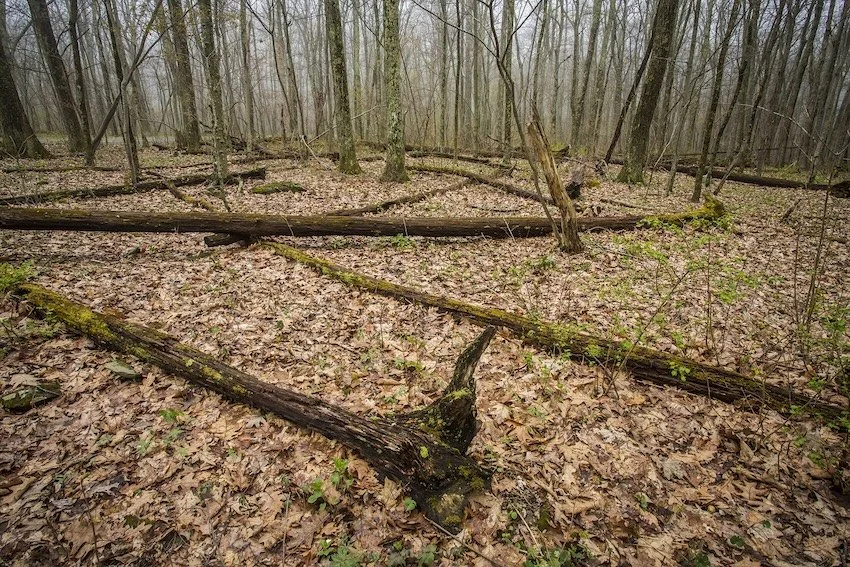 Missouri — Old-Growth Forest Network