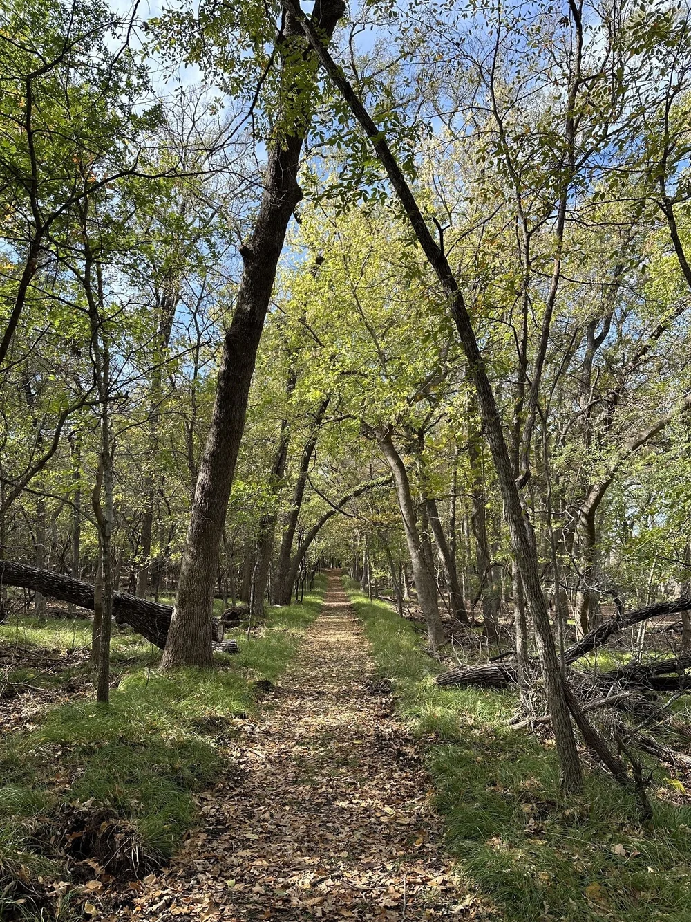 Texas — Old-Growth Forest Network