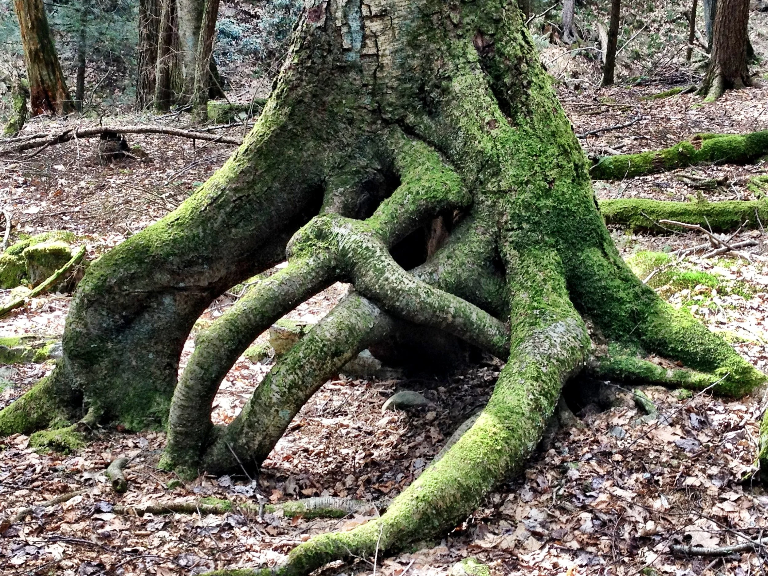 Cook Trail - Cook Forest State Park — Old-Growth Forest Network