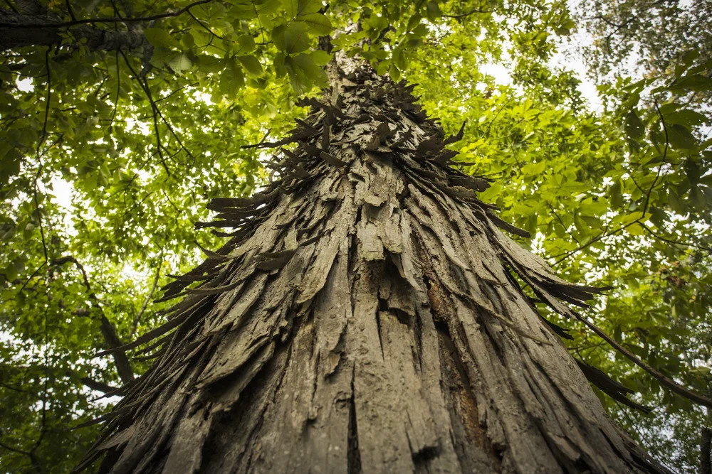 Why Old-Growth Forests? — Old-Growth Forest Network