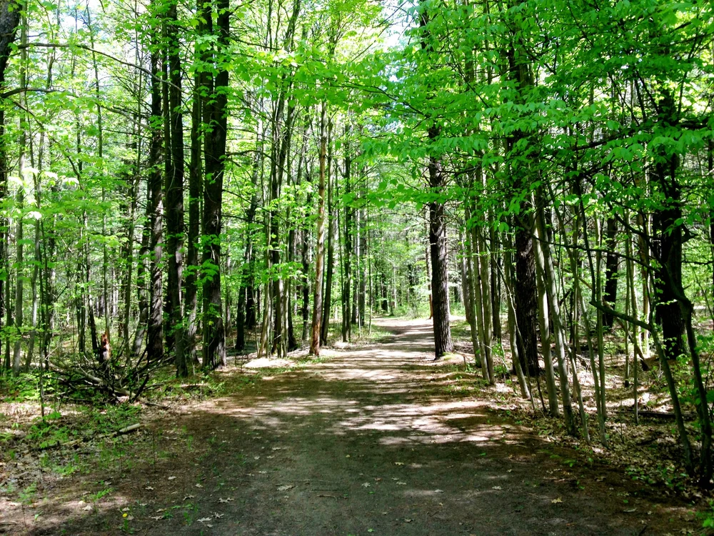 Michigan Community Forests — Old-Growth Forest Network