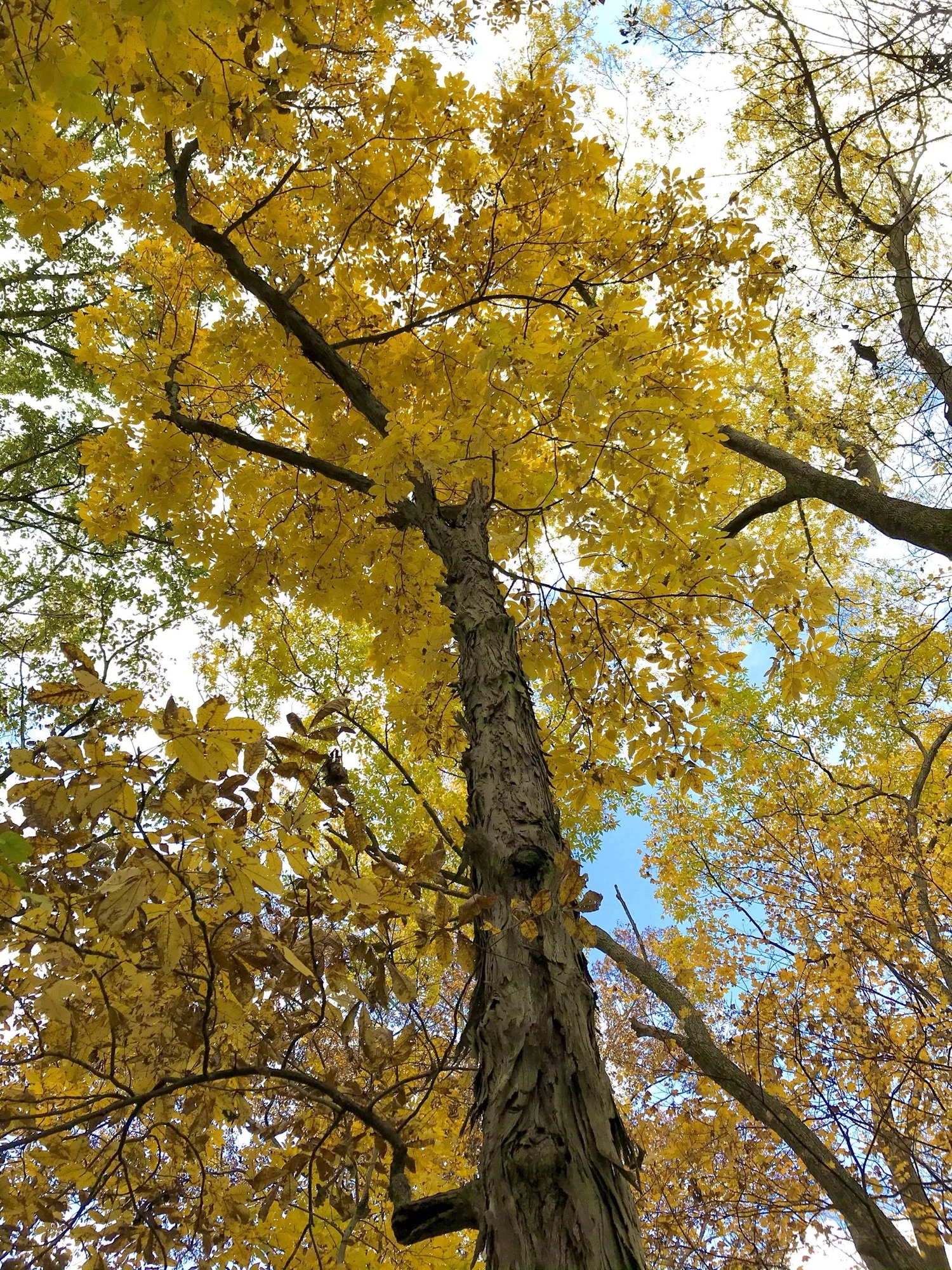 Ohio Community Forests — Old-Growth Forest Network