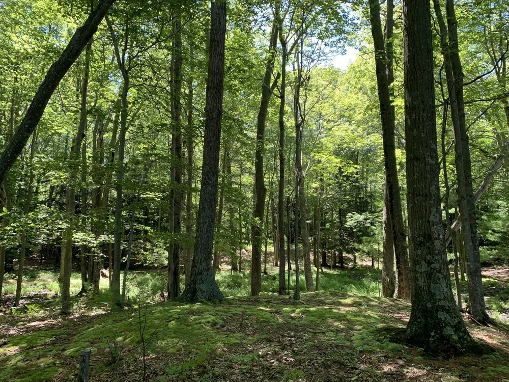 Michigan — Old-Growth Forest Network