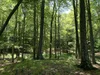 Michigan — Old-Growth Forest Network