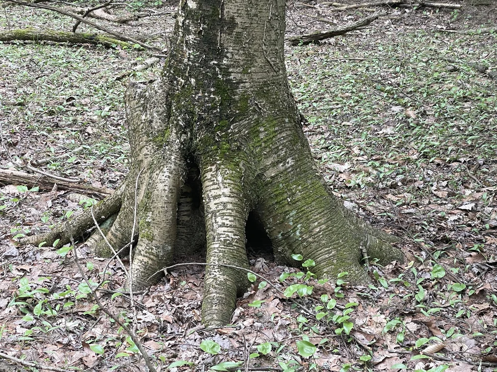 Big Woods Area at Padanaram Forest – Pymatuning State Park — Old-Growth ...