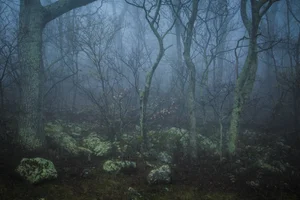 Old-Growth Forest Network