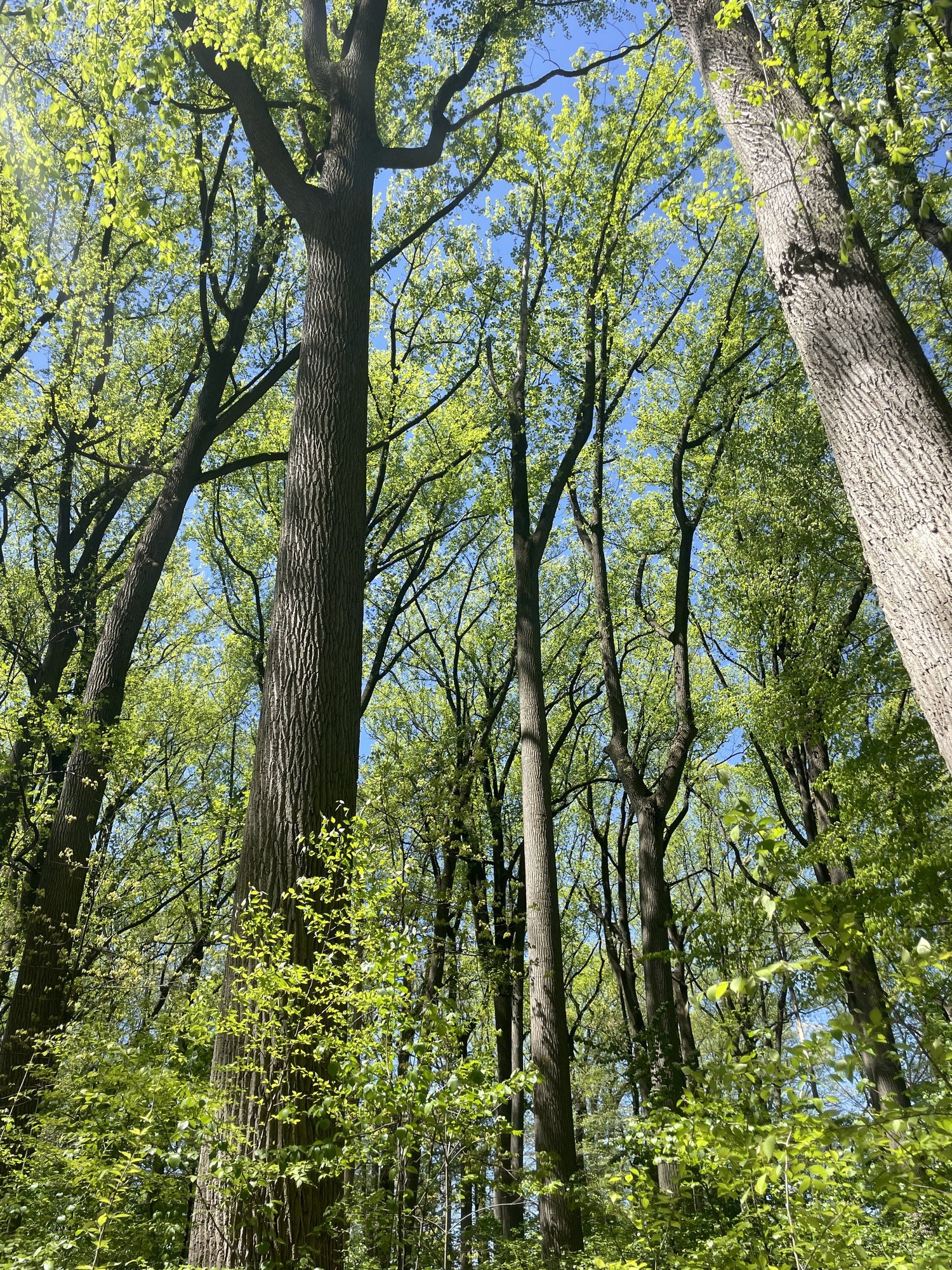 Delaware — Old-Growth Forest Network