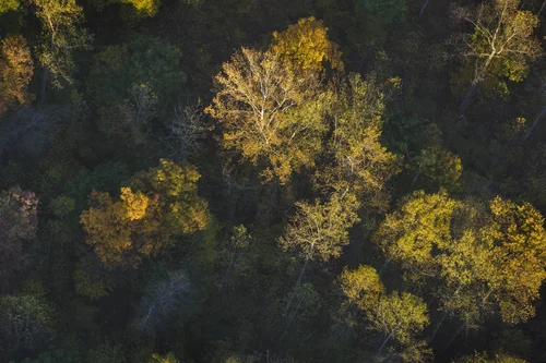 Community Forests — Old-Growth Forest Network