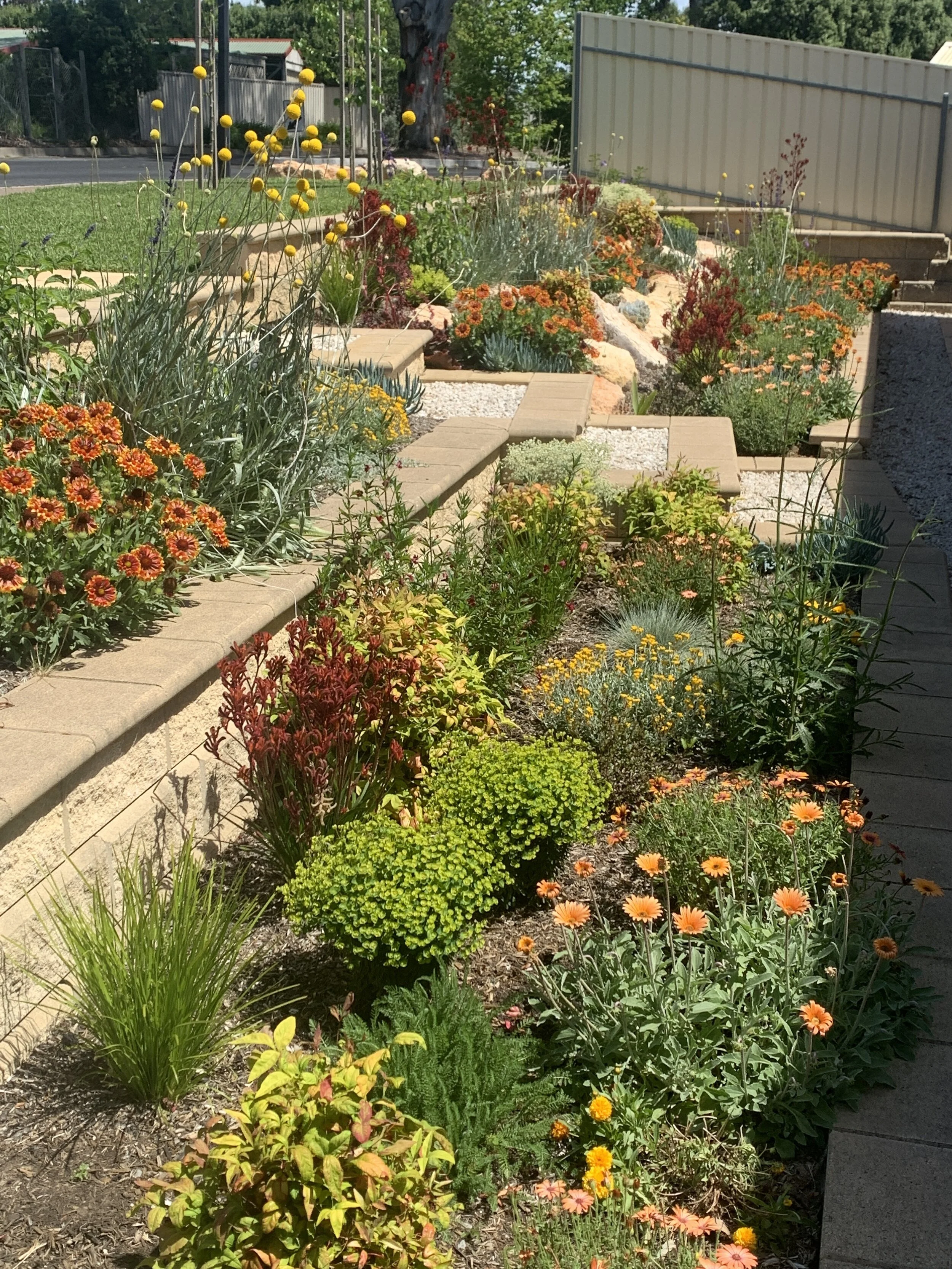 Garden Design Adelaide | Landscape Design Adelaide | Catnik Design Studio