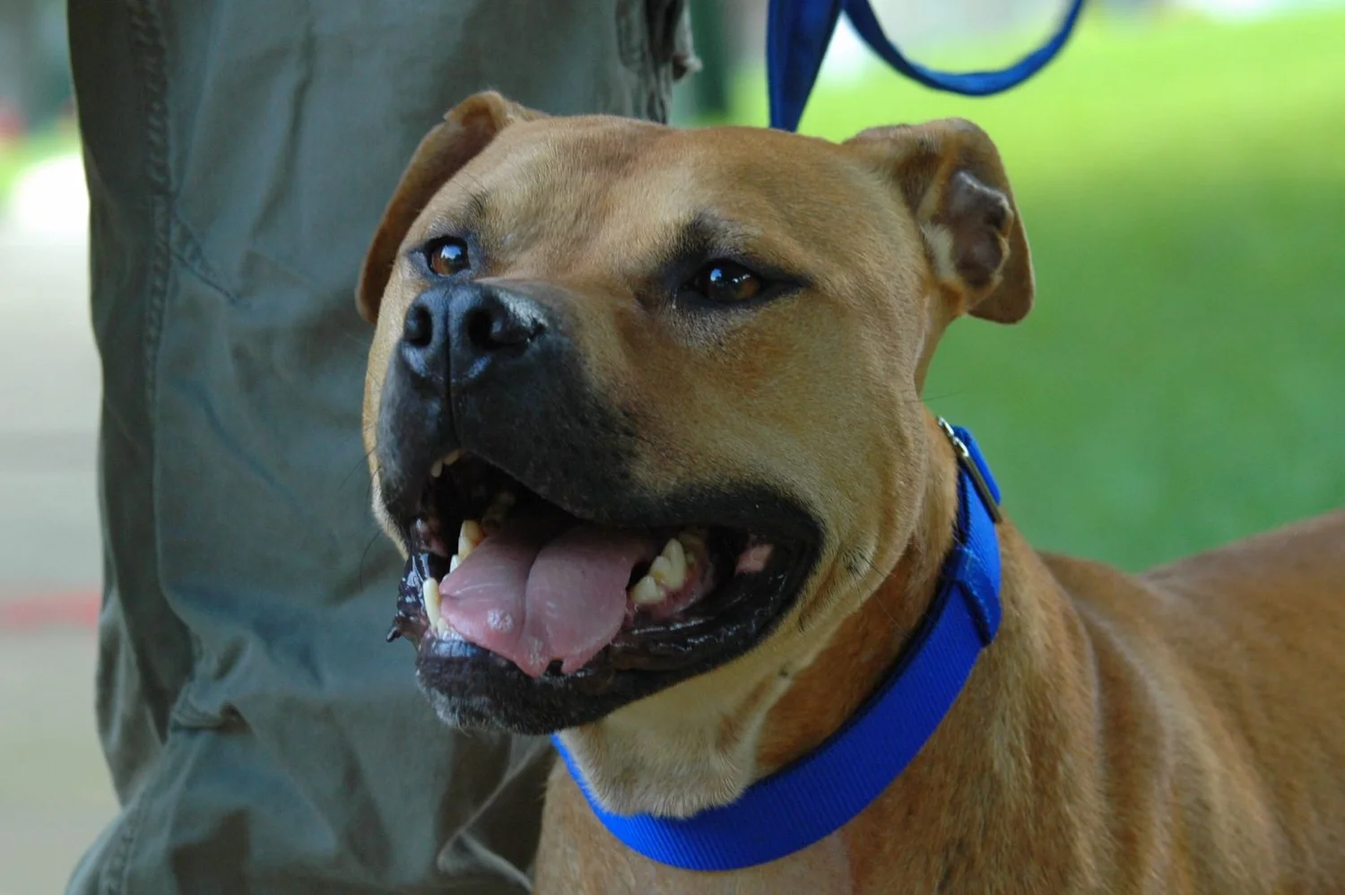 Wallace the Pitbull Foundation