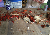Crab Fat Stew — Elevated Wild