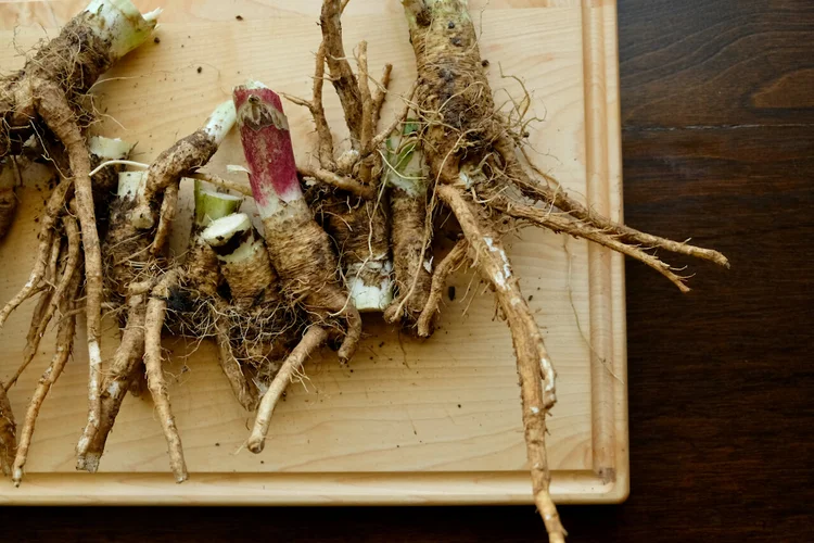 Chicory Root Vietnamese Iced Coffee — Elevated Wild