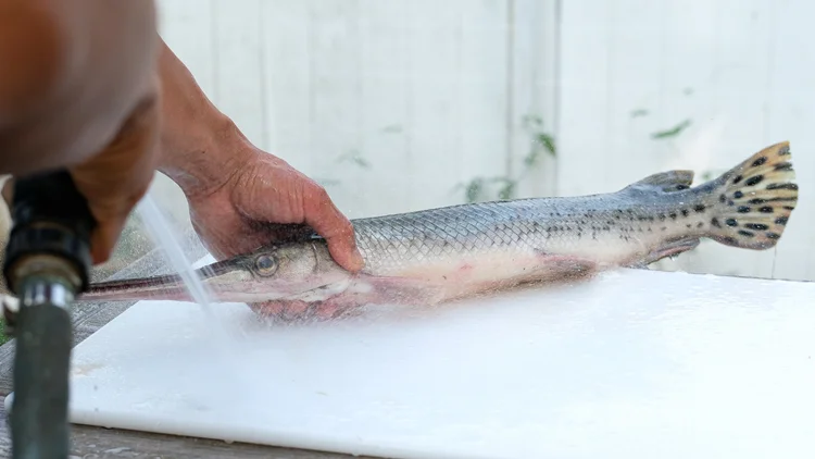 How to: Fillet Gar — Elevated Wild