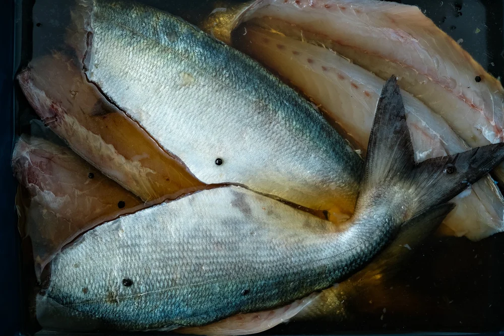 How to Eat a Bluefish — Elevated Wild