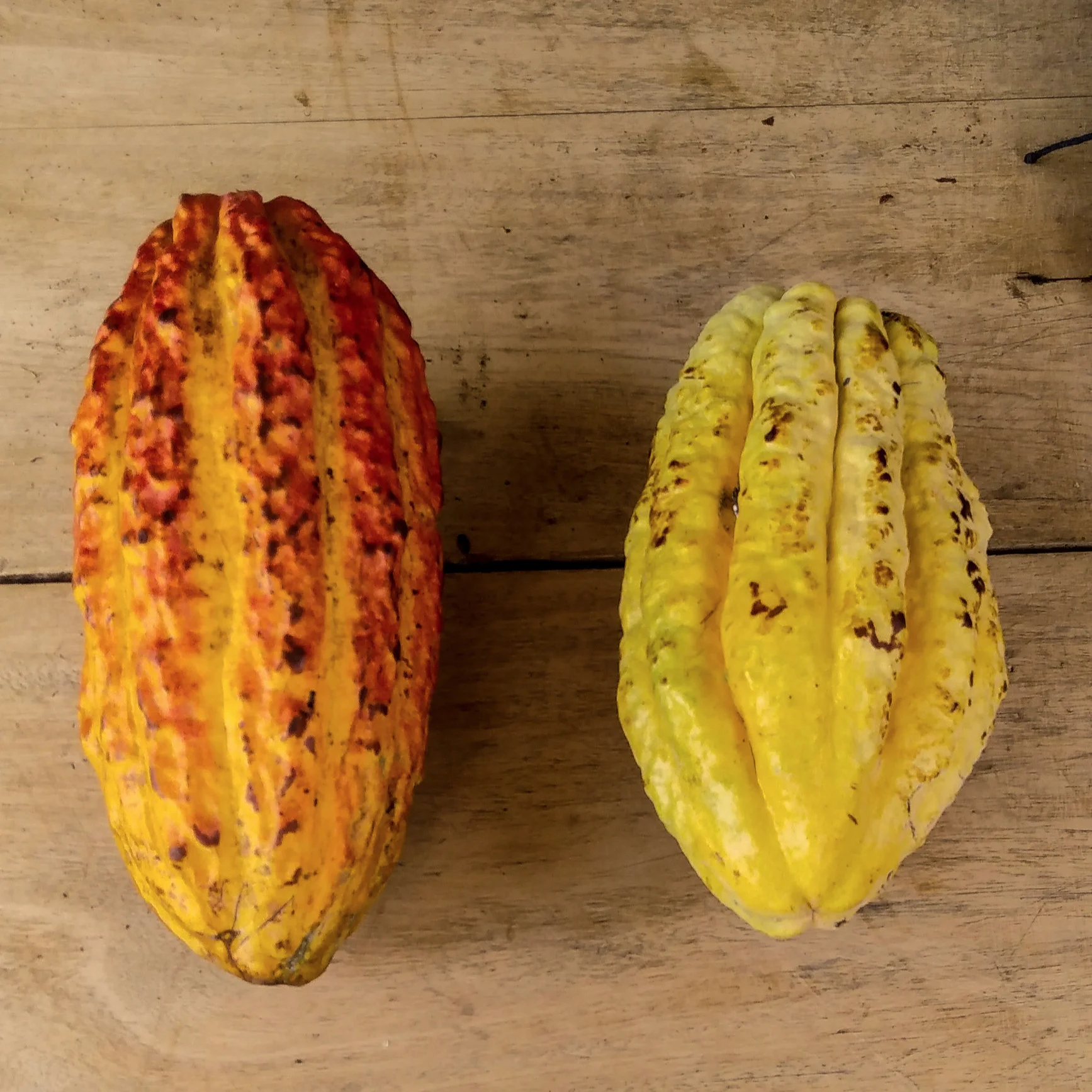 Cocoa — 12Tree