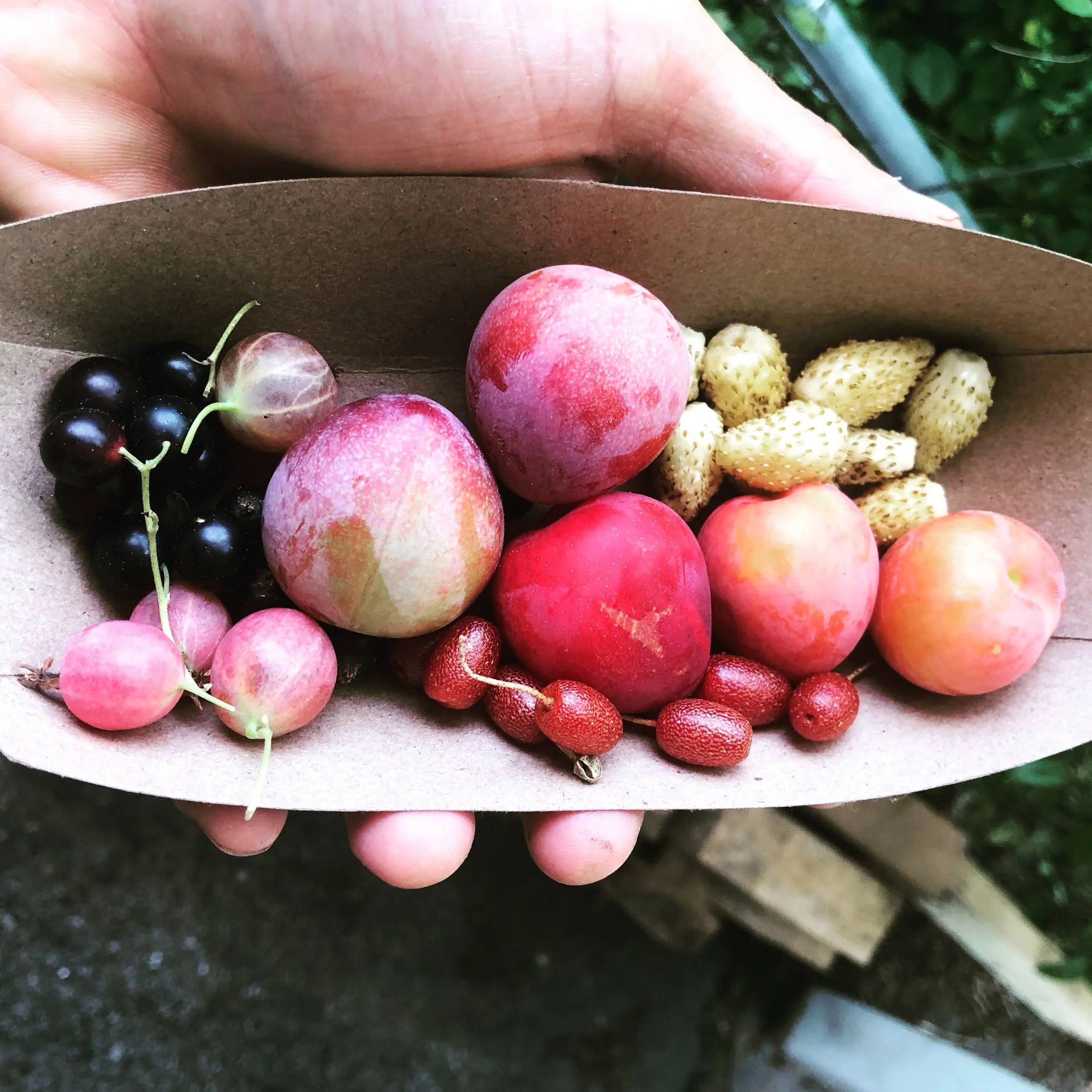 Recommendations | Custom Foodscapes