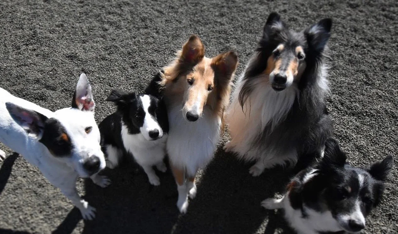 Best Friends Obedience & Agility School, Inc. & Dog Daycare