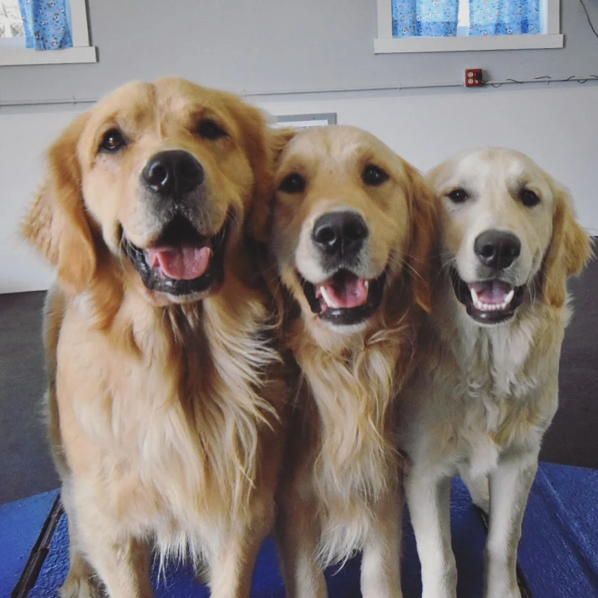 Best Friends Obedience & Agility School, Inc. & Dog Daycare