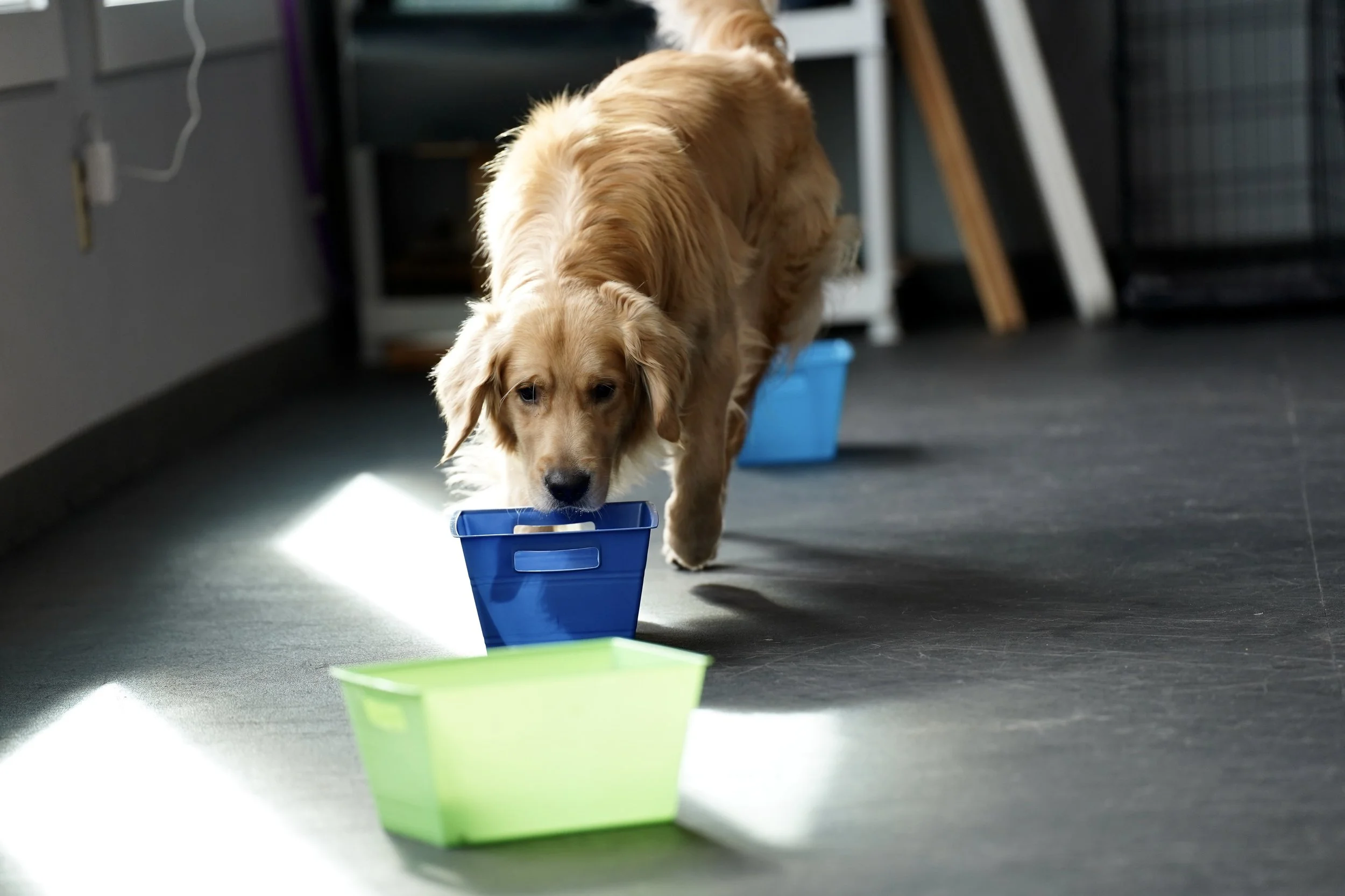 Class Calendar — Best Friends Obedience & Agility School, Inc. & Dog ...