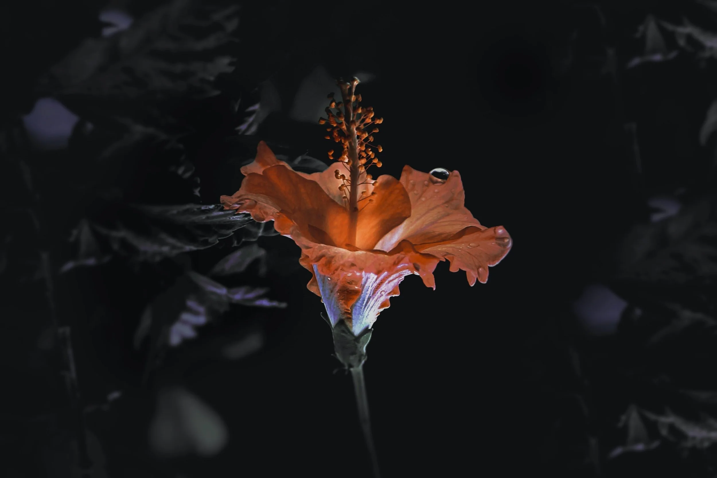 Promotions — Tivoli Rose