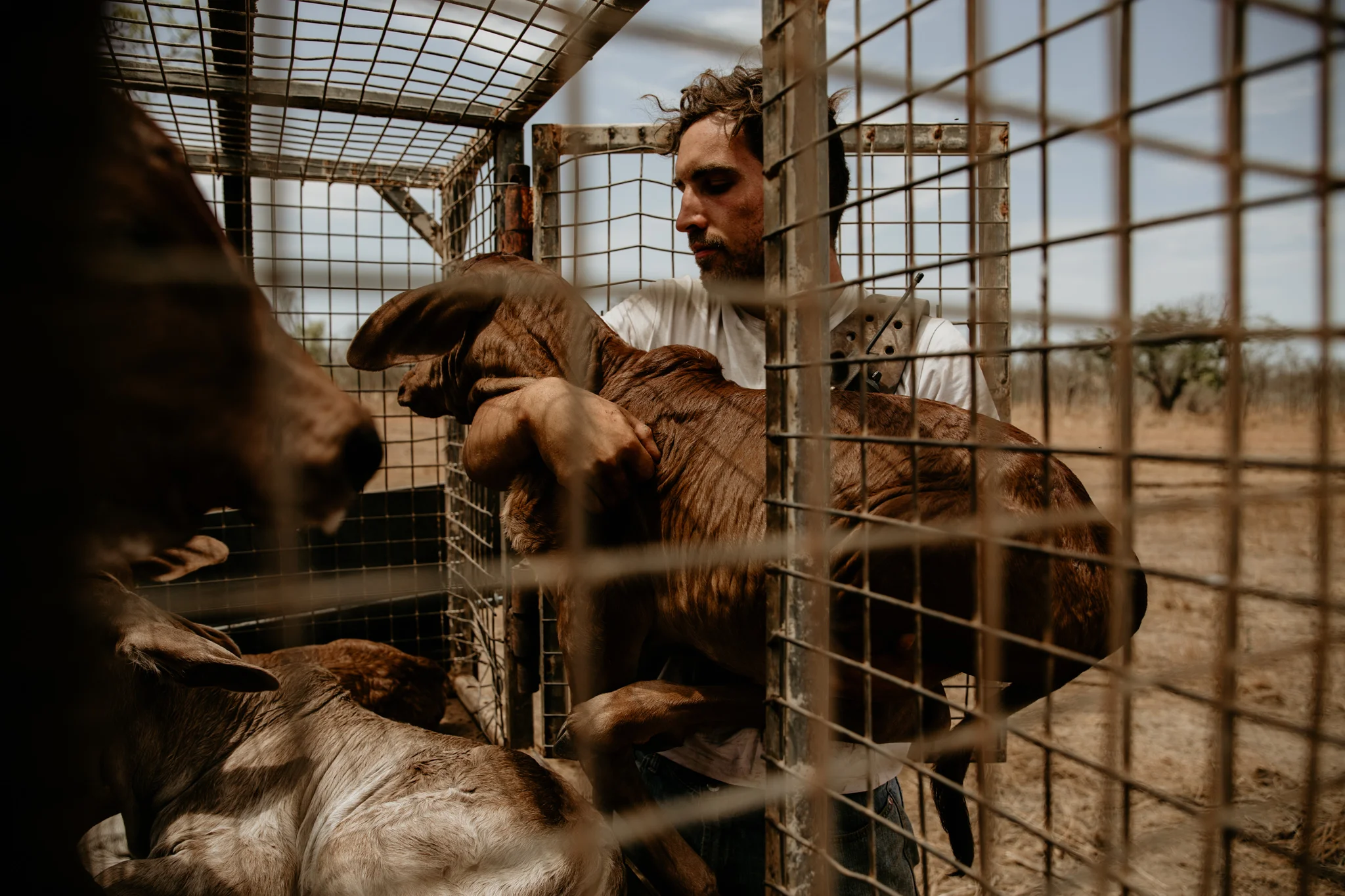 Australian Cattle Stations — Stephanie Coombes Creative