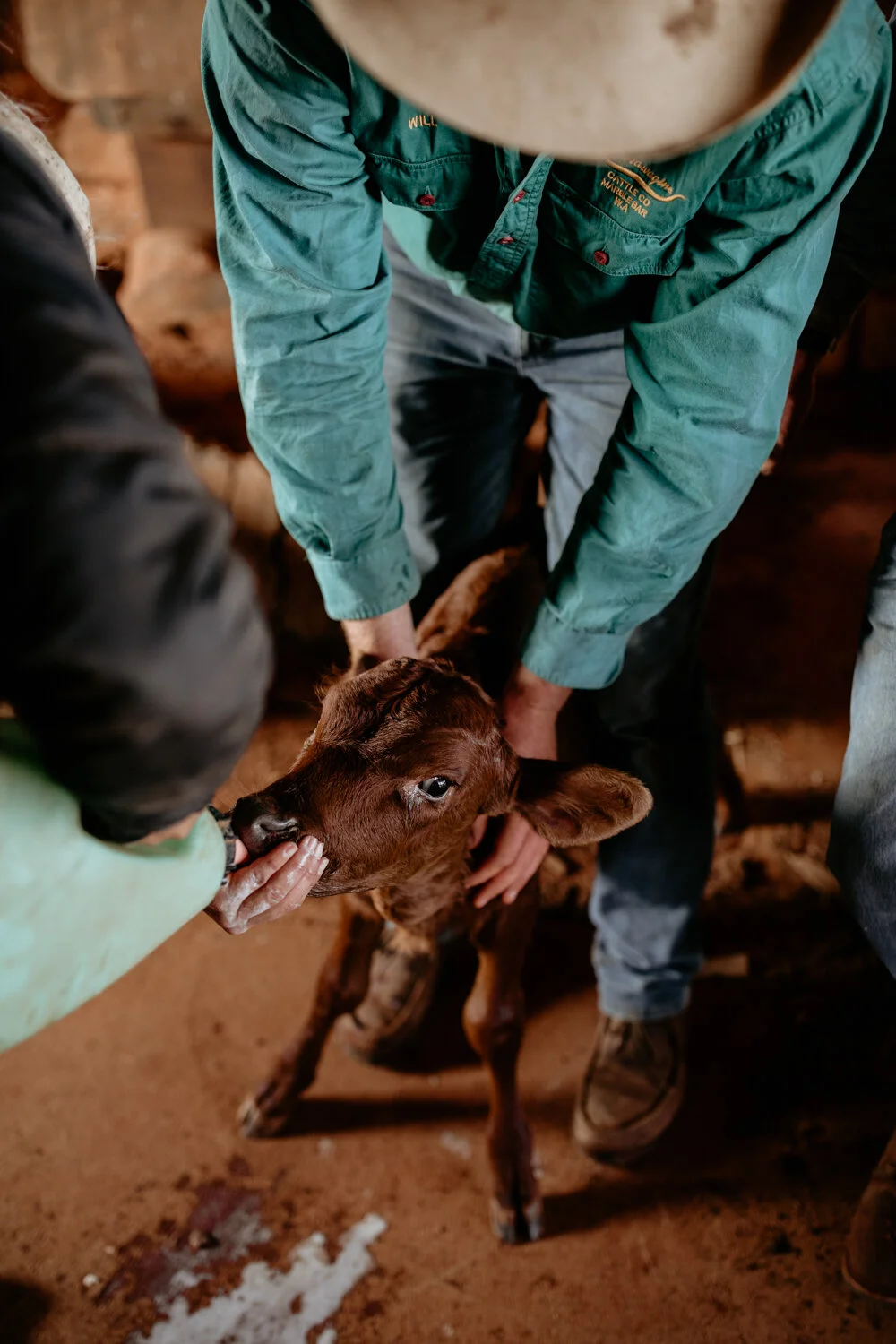 Australian Cattle Stations — Stephanie Coombes Creative