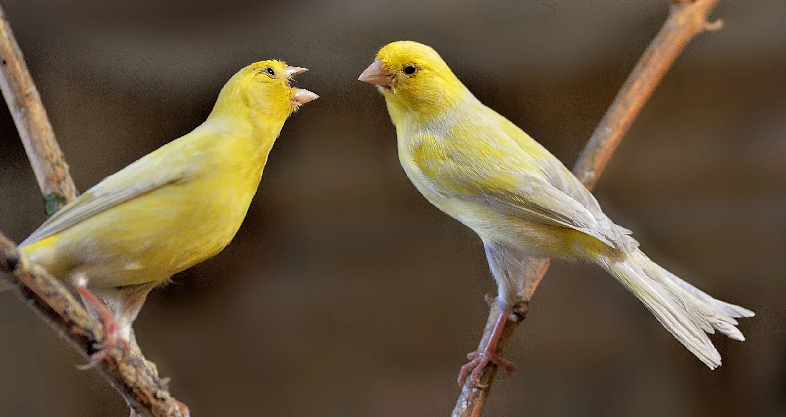Bird Aviaries Tropical Creations Inc 