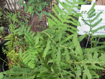 Perennials PG.2 — Weston Gardens