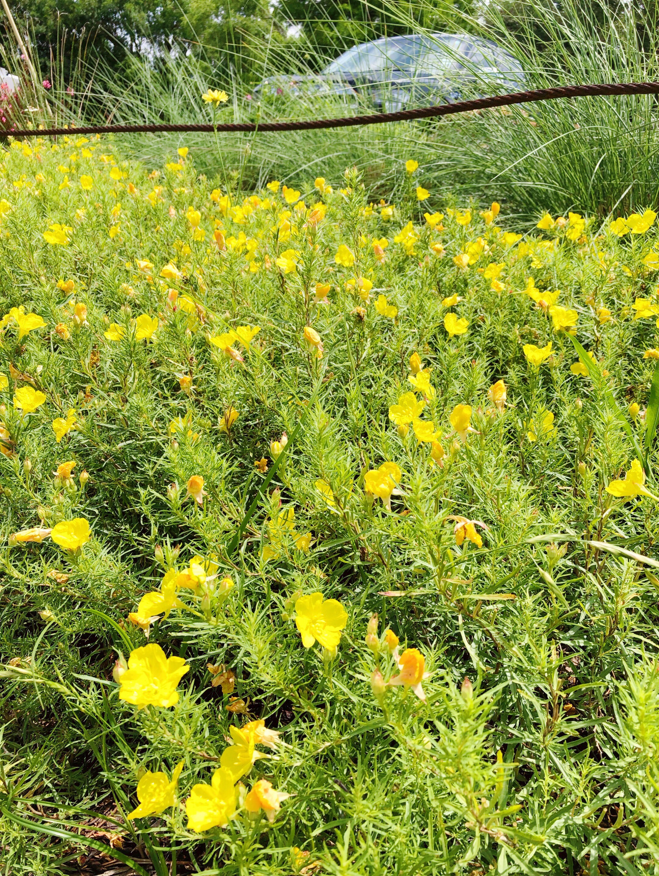 Butterfly Way Station — Weston Gardens