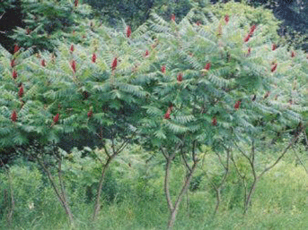 Butterfly Attractors Gallery — Weston Gardens