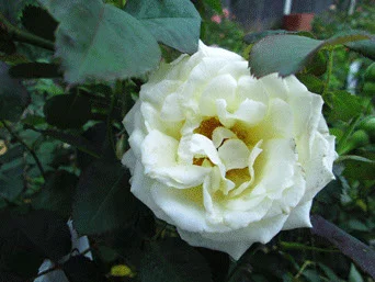 Roses — Weston Gardens