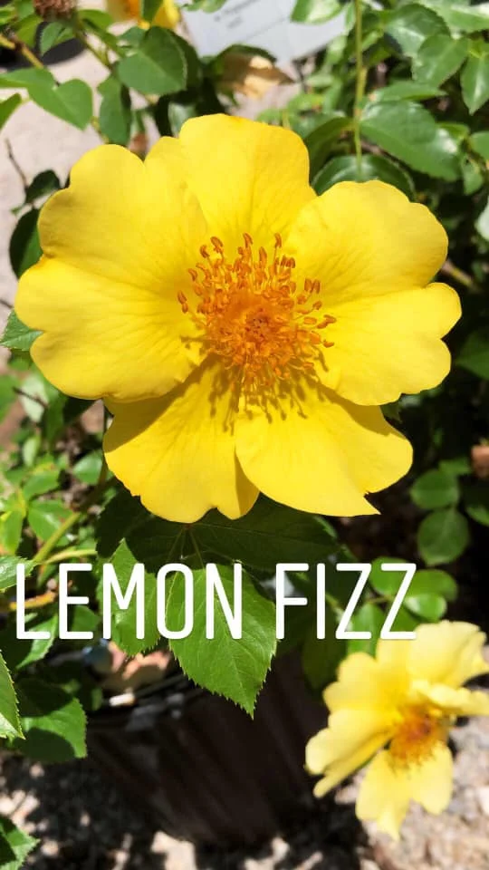 Lemon Rose Fizz
